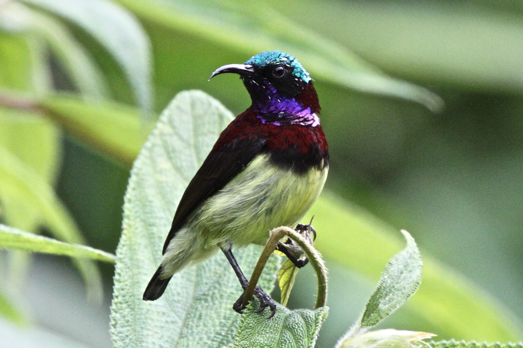 Chandoli National Park: Jungle Safari, Treks, Boating, & More