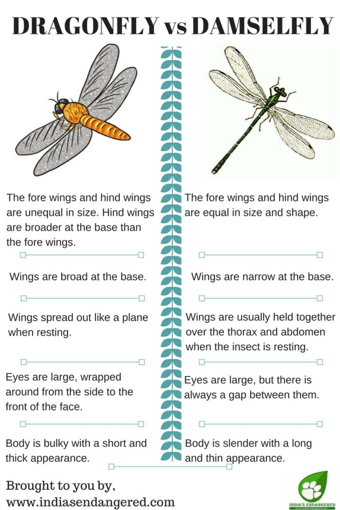 What Is The Difference Between Dragonfly And Damselfly? - India's ...