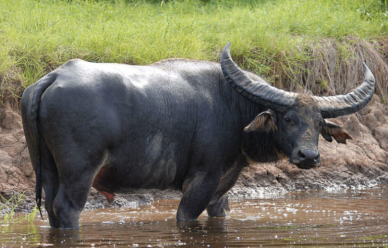Eco Travel: Udanti Wildlife Sanctuary, Chhatisgarh - India's Endangered