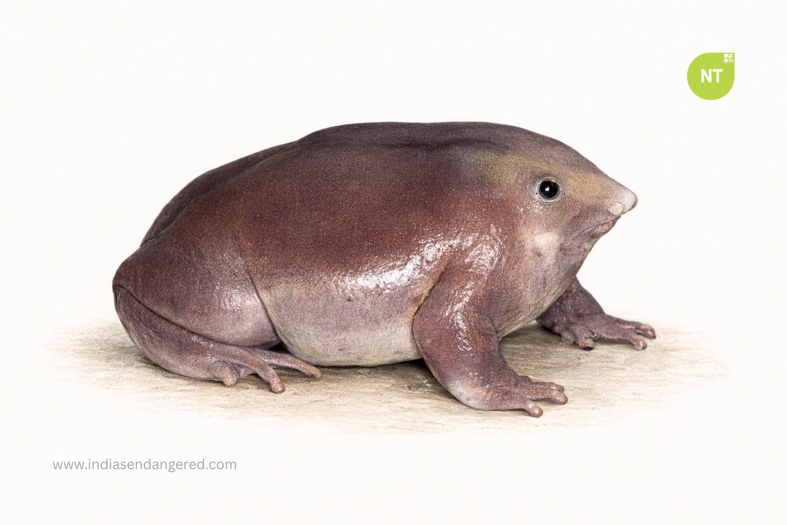 The Purple Frog: Secret Life and Dangers Lurking Above Ground - India's ...